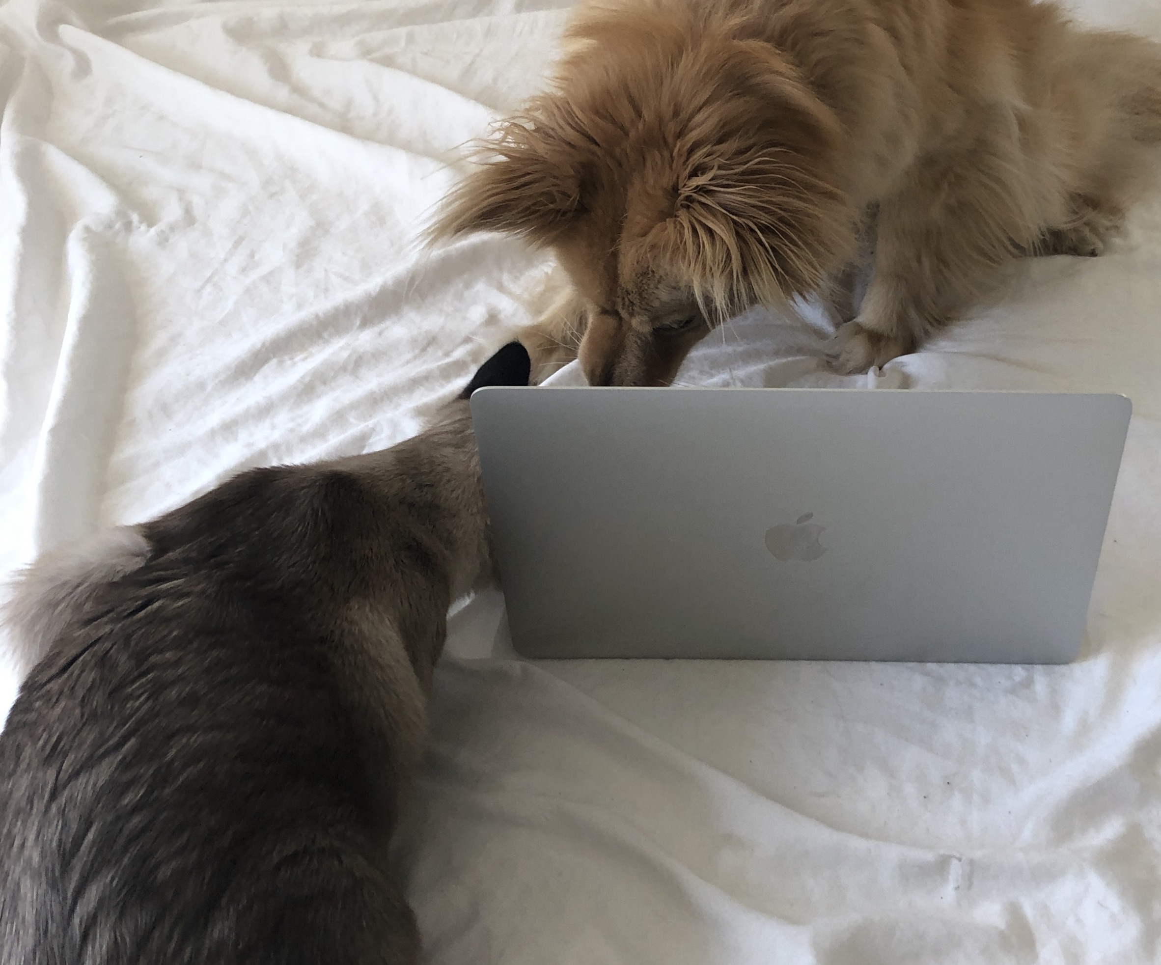 The Keyboard : Carolyn's Critters